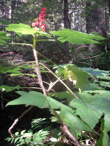 Medicinal Alaskan Native & Domestic Plants | Clarissa Rizal Blog