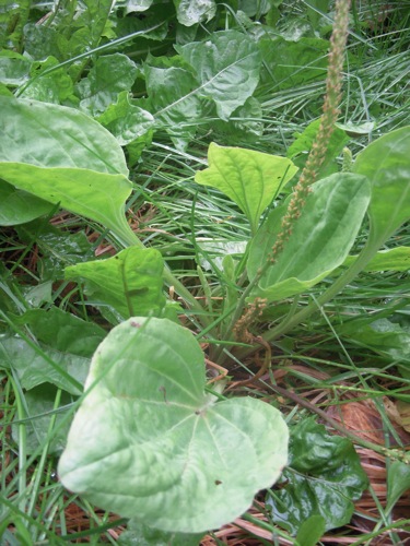Medicinal Alaskan Native & Domestic Plants | Clarissa Rizal Blog