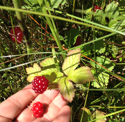 Berries: Fruit of the Northern Climes | Clarissa Rizal Blog